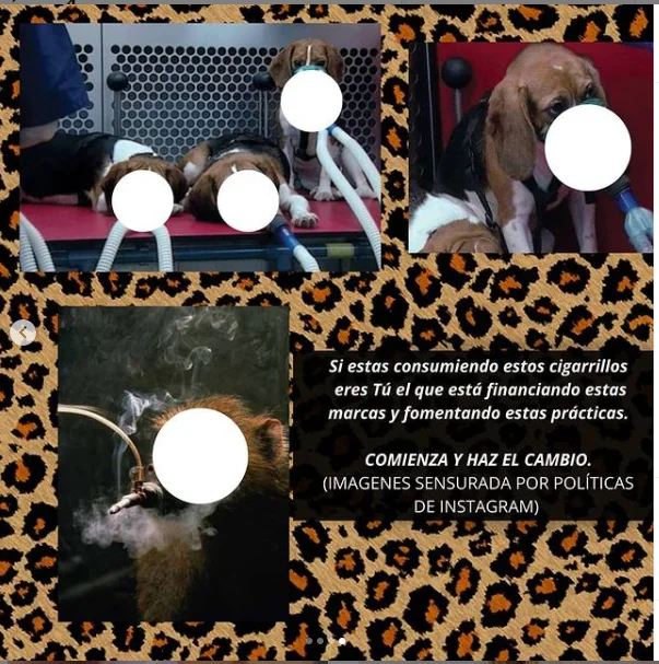 Marcas de cigarrillos que se distribuyen en Chile han testeado en ...