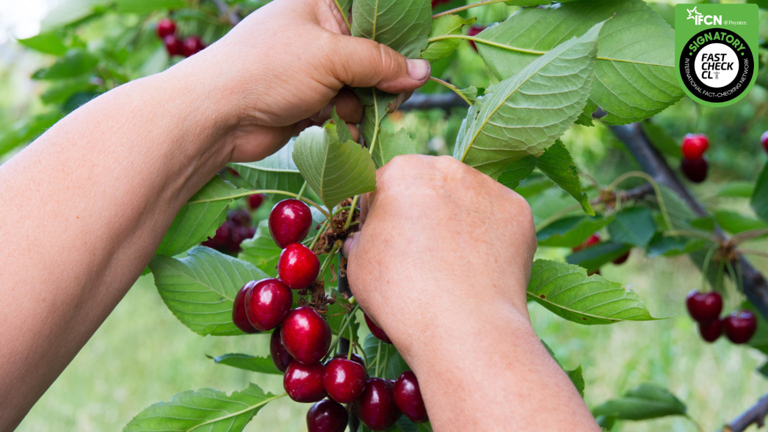 ¿Qué es el cherry picking? — Fast Check 🔍