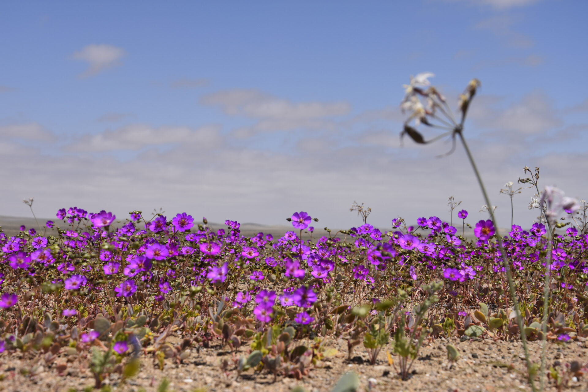 Parque Nacional Desierto Florido aún no cuenta con financiamiento a 20 ...
